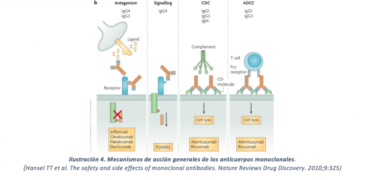 Fármacos biológicos y cáncer: anticuerpos monoclonales
